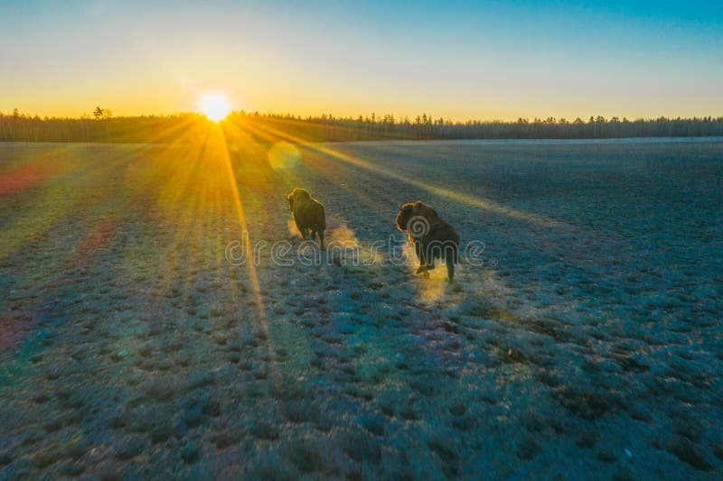 Mammals - European Bison. Bison Bonasus on Sundown.Belarus Stock Photo ...