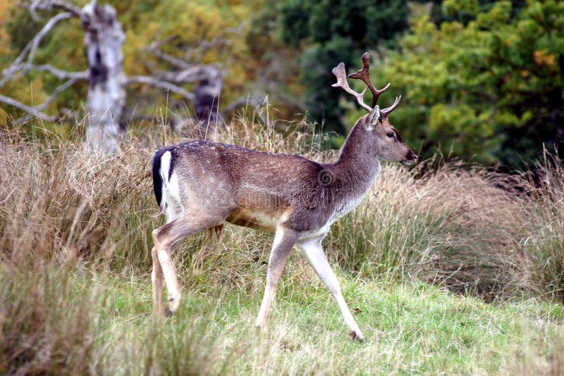 MAMMALS - Fallow Deer stock image. Image of forest, daniel - 37353533