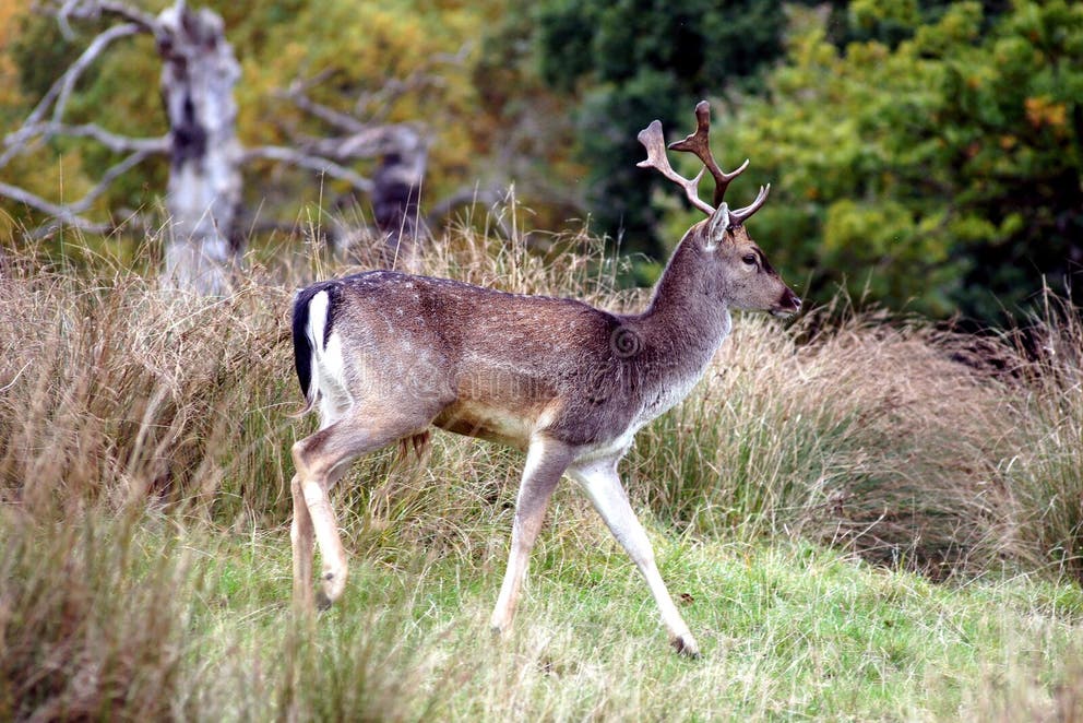 MAMMALS - Fallow Deer stock image. Image of forest, daniel - 37353533