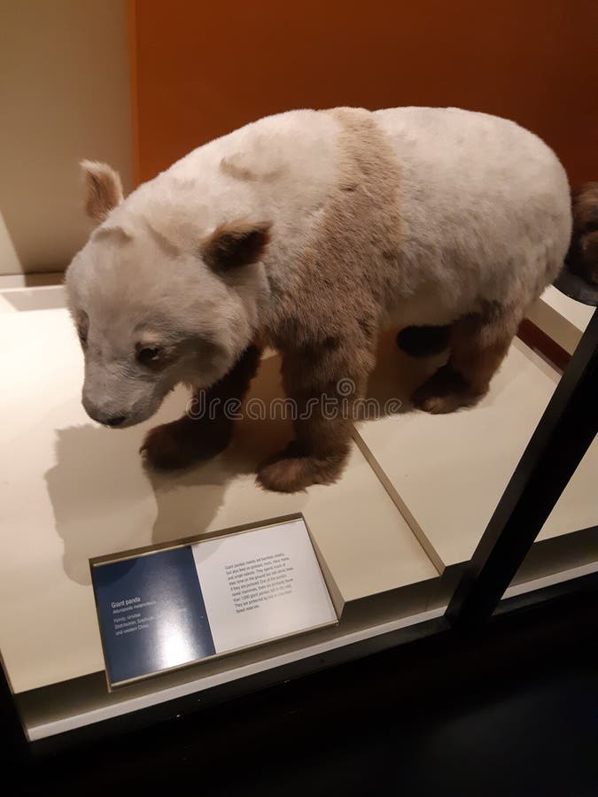 Mammals editorial stock photo. Image of mammals, natural - 132290628