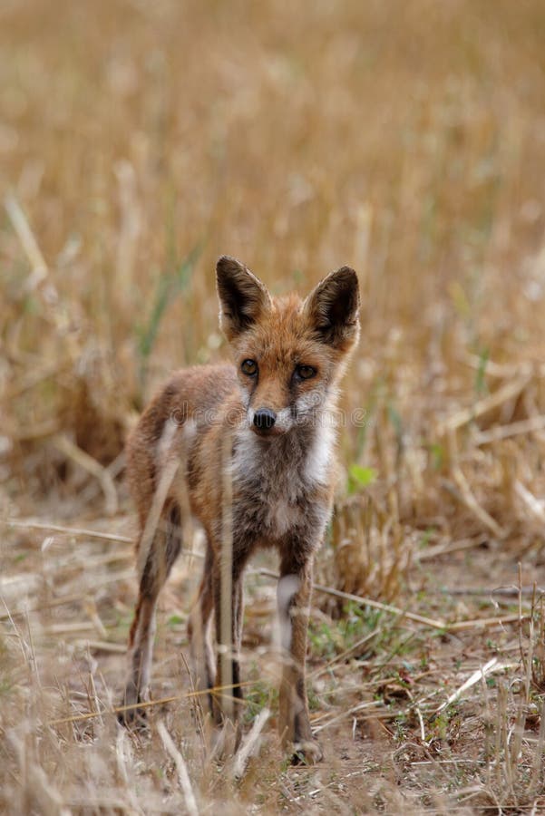 Red Fox, Vulpes vulpes stock image. Image of forrest - 112941523