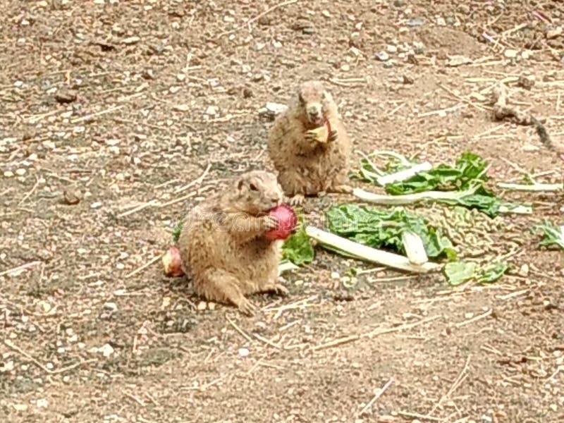 Mammals Zoo Fun Babies Cute Stock Photo - Image of cute, mammals: 165393564