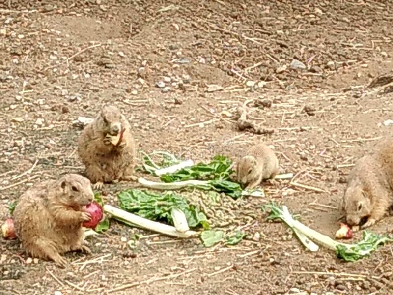 Mammals Zoo Fun Babies Cute Stock Image - Image of cute, mammals: 165393609