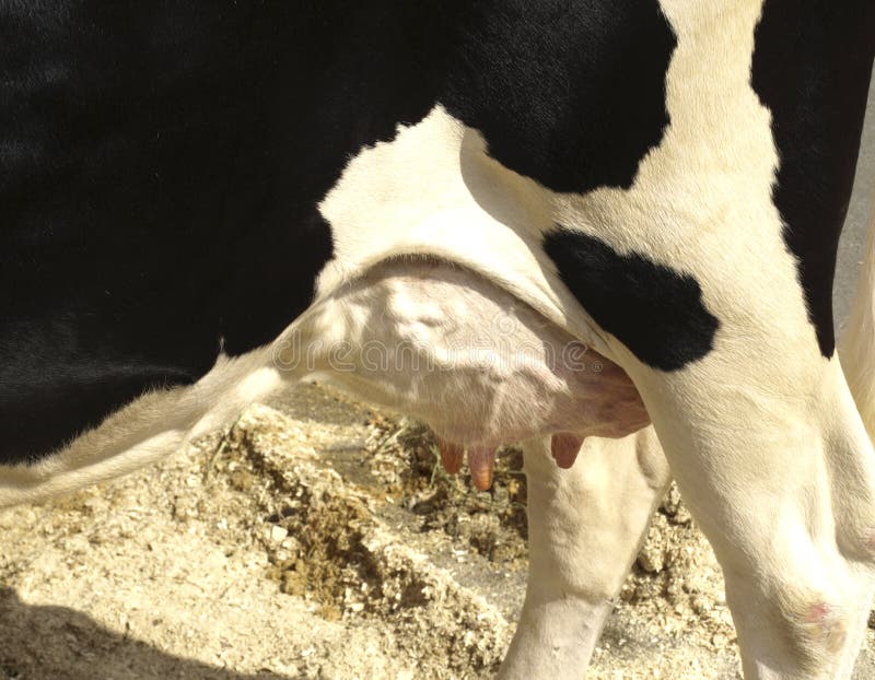 715 Mammella Di Una Mucca Foto - Foto Stock Gratis e Royalty-Free da ...