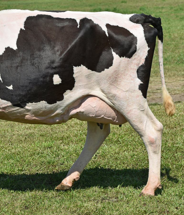 Mammella Della Mucca Da Latte Fotografia Stock - Immagine di razza ...