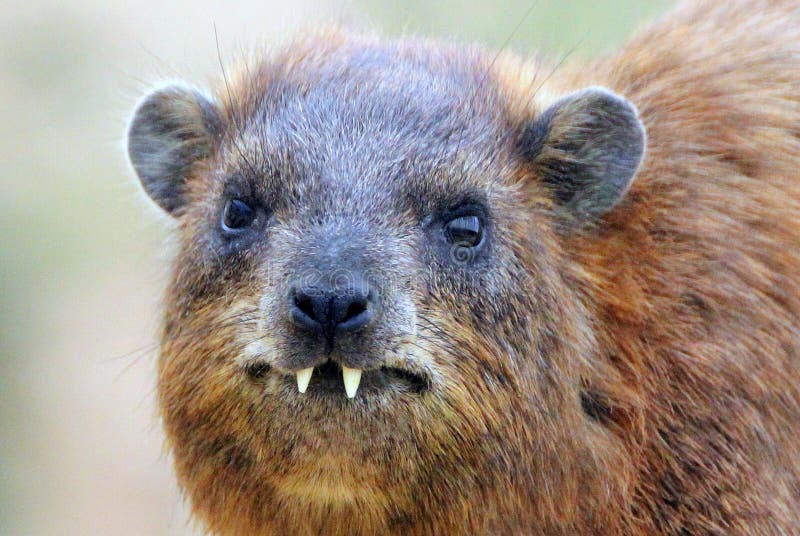 Mammifères Herbivores De Daman Image stock - Image du drôle, nature ...