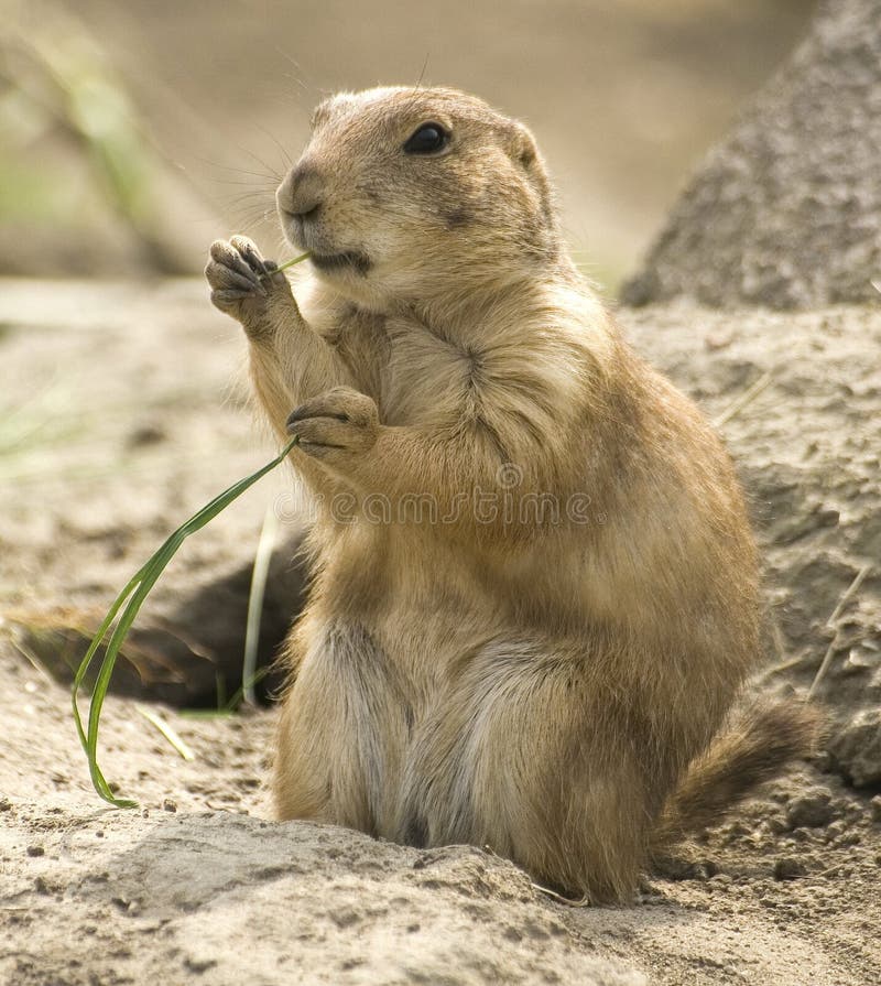 Mammifero fotografia stock. Immagine di posteriore, serraggio - 930350