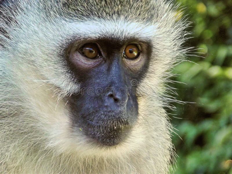 Mammifero, Macaco, Fauna, Primate Fotografia Stock - Immagine di ...