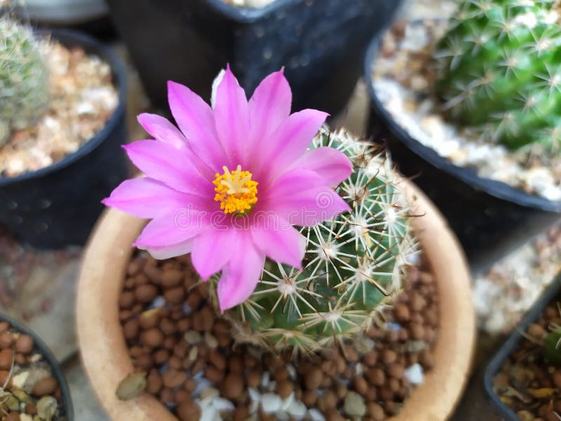 Mammillaria Globosa Cactus Rosa Imagen de archivo - Imagen de rosa ...