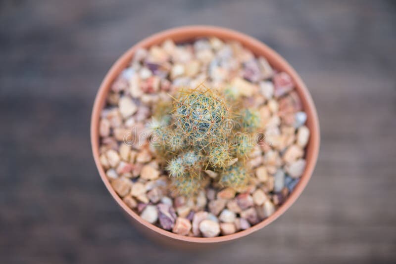 Mammillaria Prolifera Cactus in Pot Stock Photo - Image of godzila ...