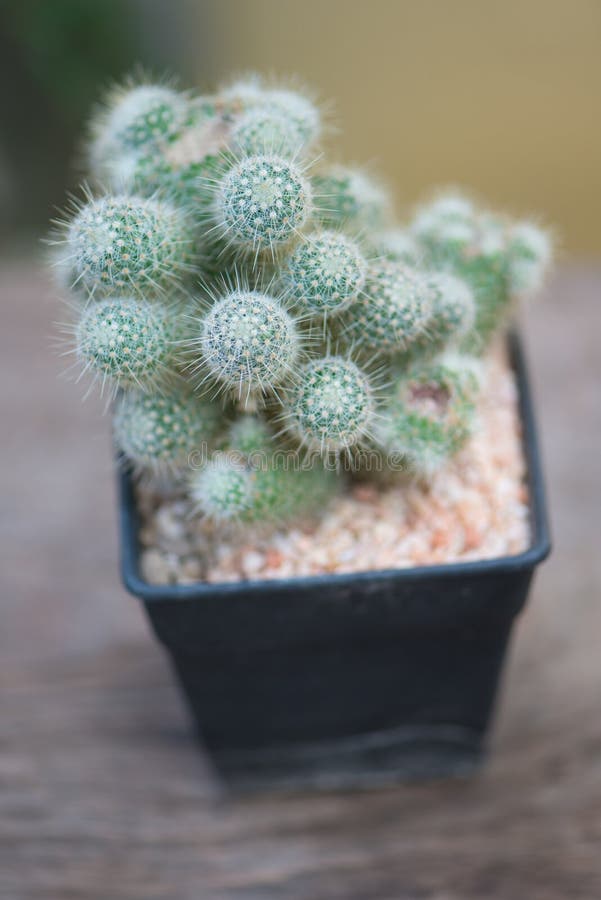 Mammillaria Sp. Cactus in Flower Pot Stock Photo - Image of aloe ...