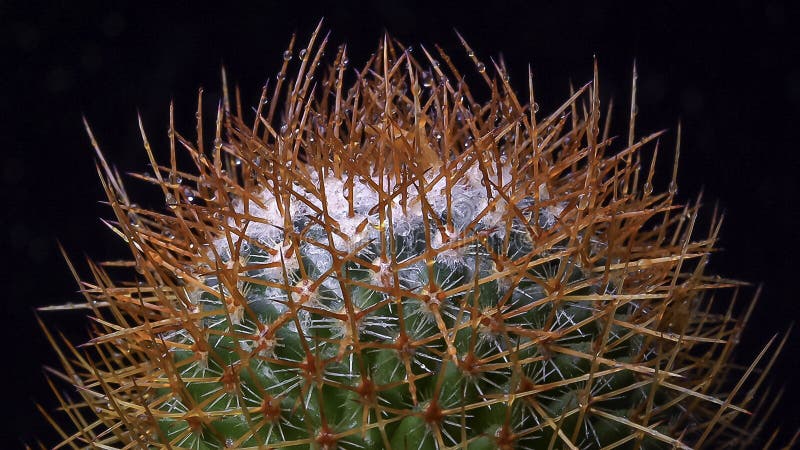 Mammillaria Sp. - Spiny Cactus with Long Spines in Botanical Collection ...