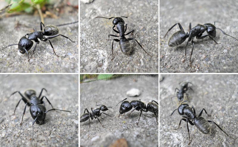 Mammoet mier stock foto. Image of hoofd, wild, fauna - 23951538