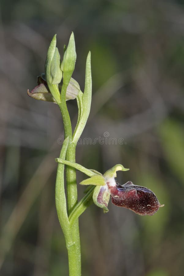 Mammose Ophrys Orchid stock photo. Image of green, flower - 78716766