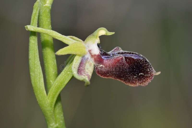 Mammose Ophrys Orchid stock image. Image of orchidaceae - 81347567