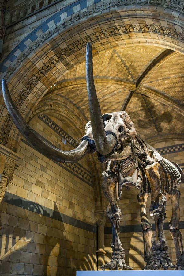 Mammoth Bone editorial stock image. Image of mammoth - 102327899