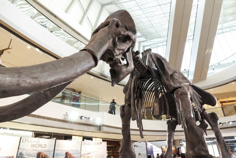 Mammoth fossil editorial stock photo. Image of animals - 24304238