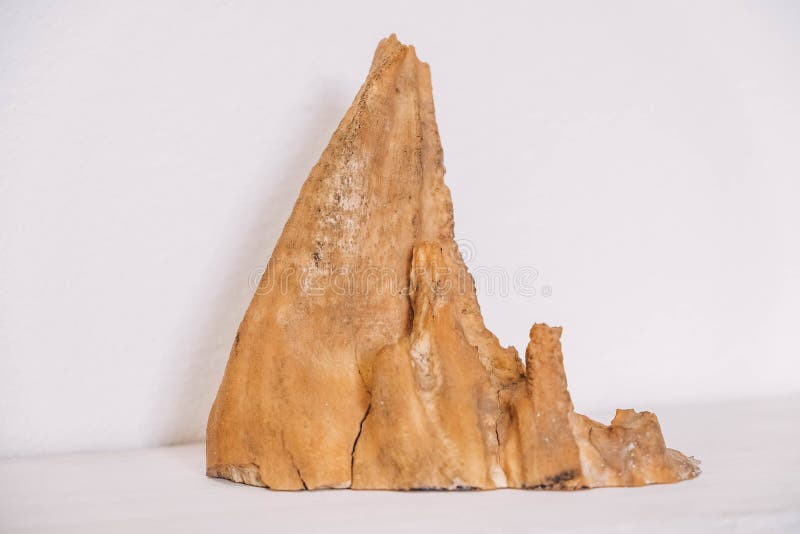 Mammoth Petrified Tooth on a White Background. Copy, Empty Space for ...
