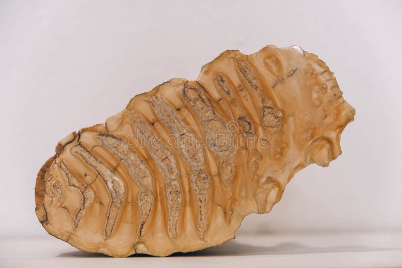 Mammoth Petrified Tooth on a White Background. Copy, Empty Space for ...