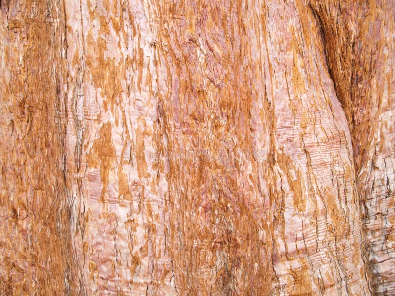 Mammoth Pine Tree Trunk Texture. Stock Photo - Image of construction ...