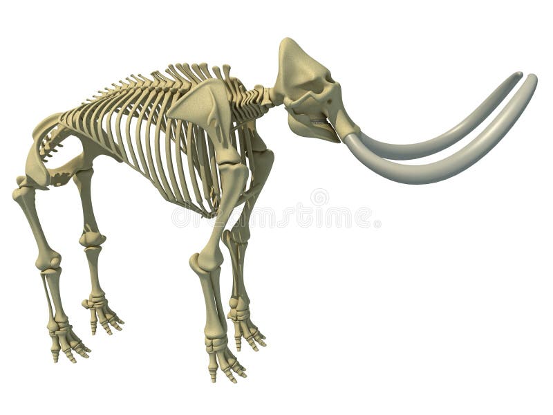 Mammoth Skeleton Animal Anatomy 3D Rendering Stock Illustration ...