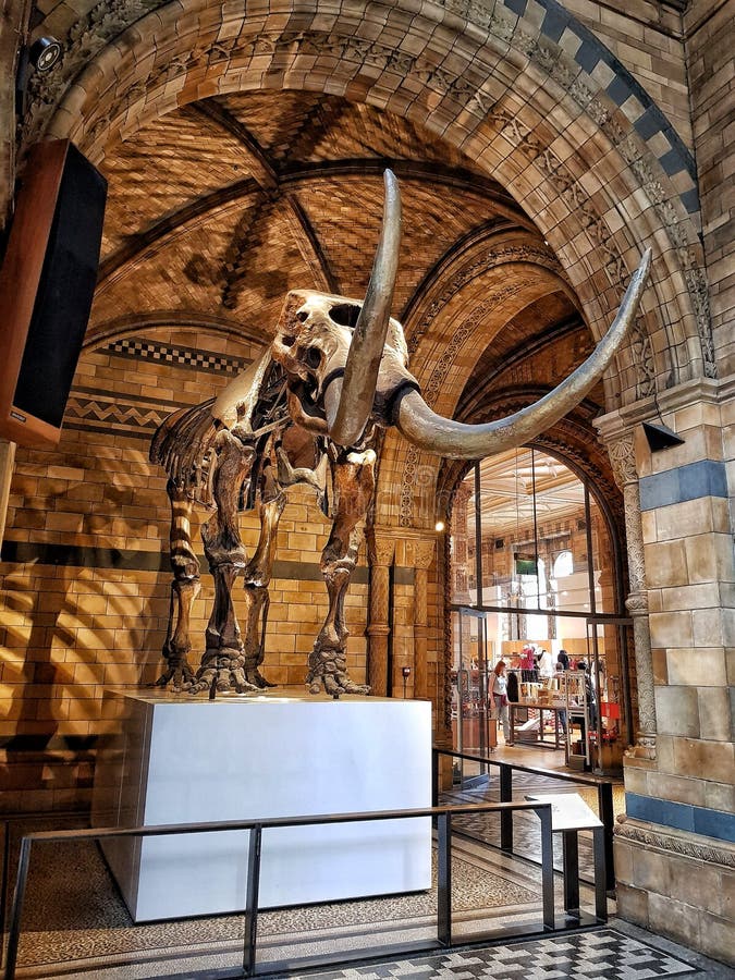 Mammoth Skeleton at the Museum of Science from London Editorial Stock ...