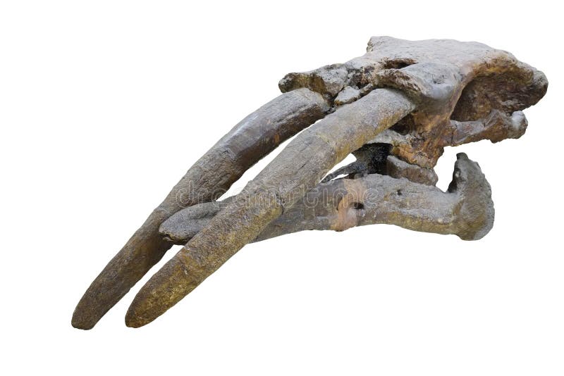 Mammoth skull stock image. Image of isolated, cranium - 35626605