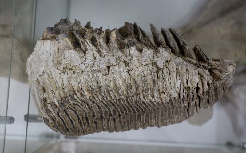 Mammoth tooth editorial stock photo. Image of bone, animal - 155574838