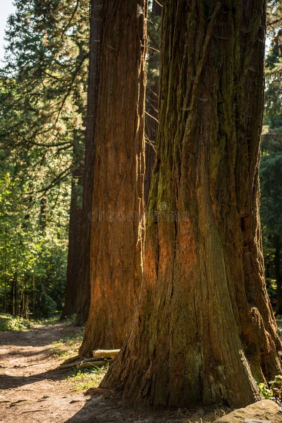 Mammoth tree stock photo. Image of summer, four, tree - 77280314