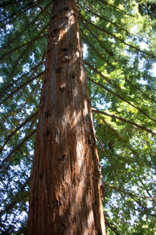 Mammoth tree stock image. Image of bark, outside, blossoms - 250974555