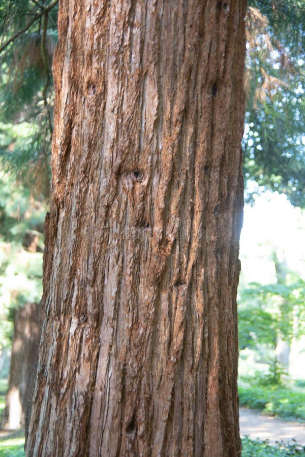 Mammoth Tree, Giant Redwood, Sequoia, Seauoioidae, Tree in the Public ...