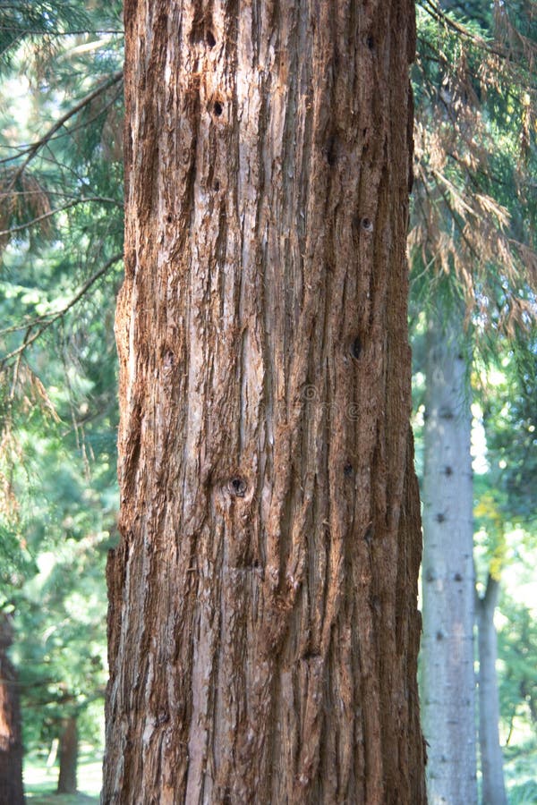 Mammoth Tree, Giant Redwood, Sequoia, Seauoioidae, Tree in the Public ...