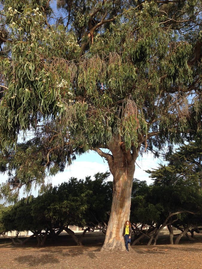 Mammoth Tree, Giant Redwood, Sequoia, Seauoioidae, Tree in the Public ...