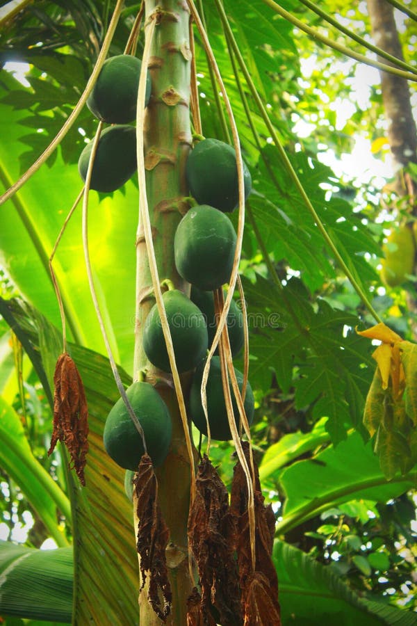 Mamoeiro na planta imagem de stock. Imagem de alimento - 181200907