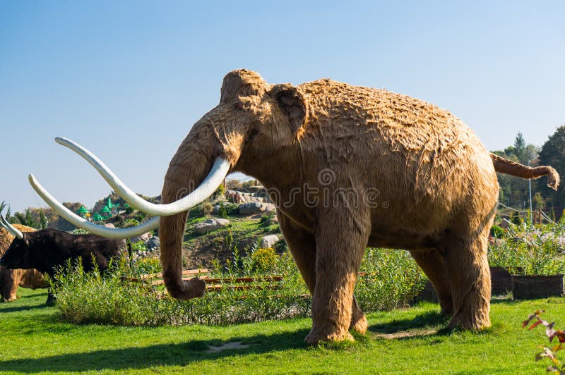 Mamoot Stock Photos - Free & Royalty-Free Stock Photos from Dreamstime