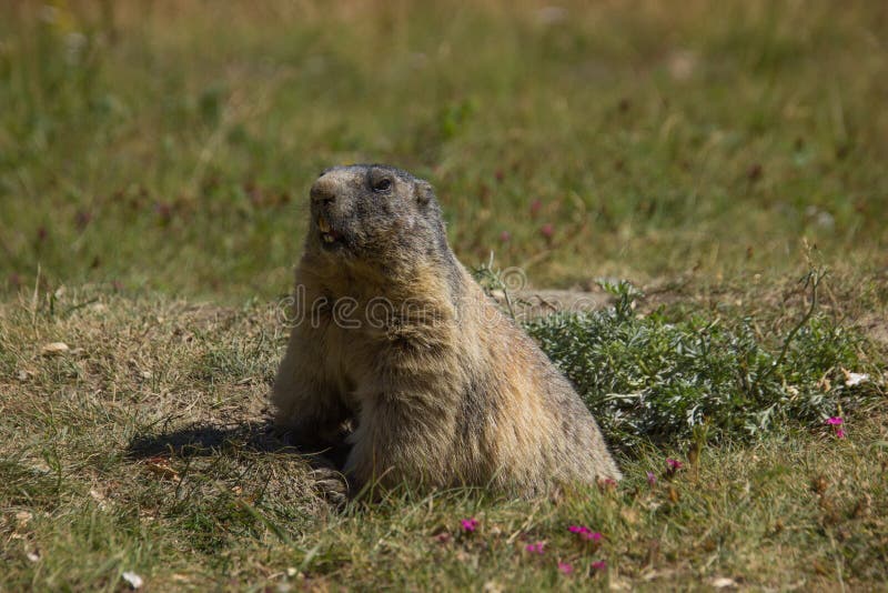 Alpine Mamrot Stock Photos - Free & Royalty-Free Stock Photos from ...