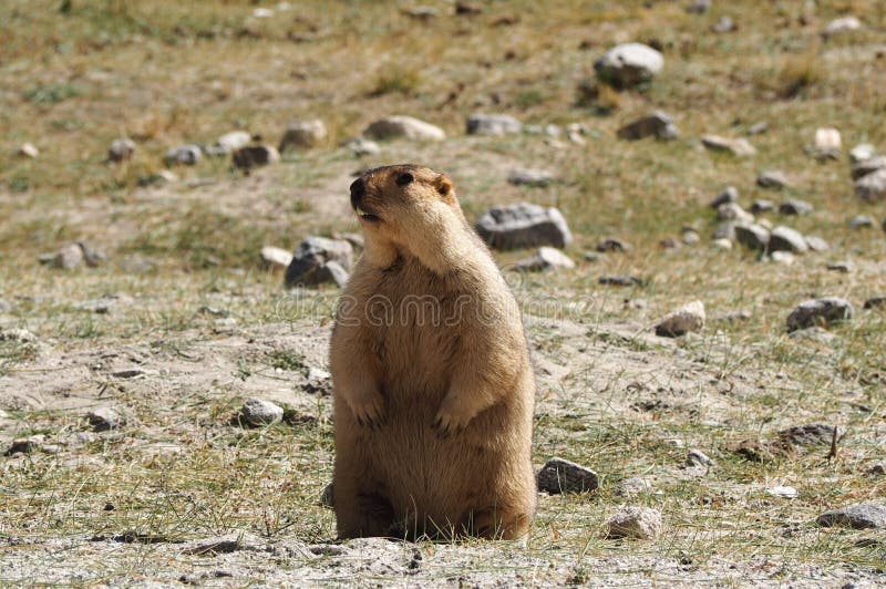 Mamuch stock image. Image of manuch, valley, mamuch, lake - 79753745