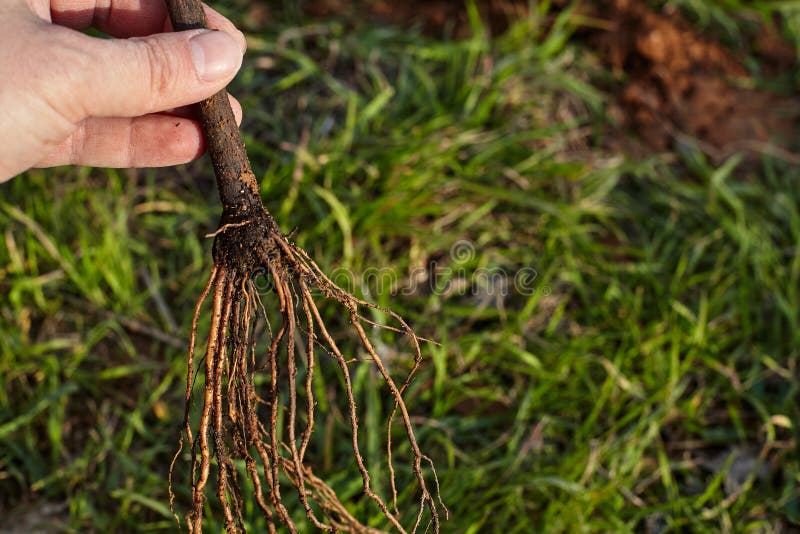 Roots of Tree and Worms on Soil. Stock Image - Image of closeup ...