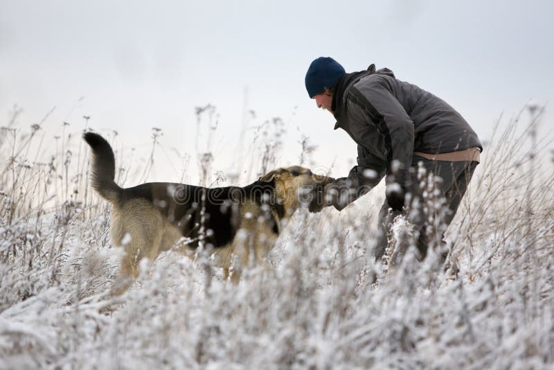 Alsatian dog stock image. Image of shepherd, alsatian - 49925265