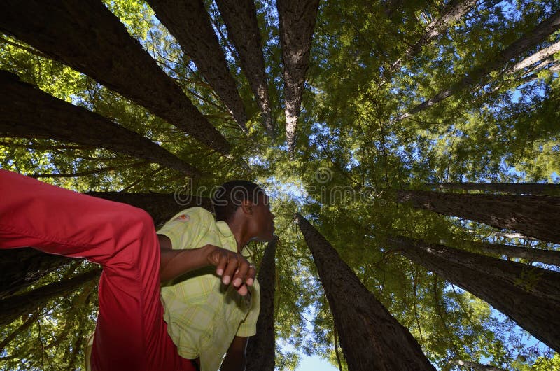 Man amongst the redwoods stock image. Image of trousers - 31862813