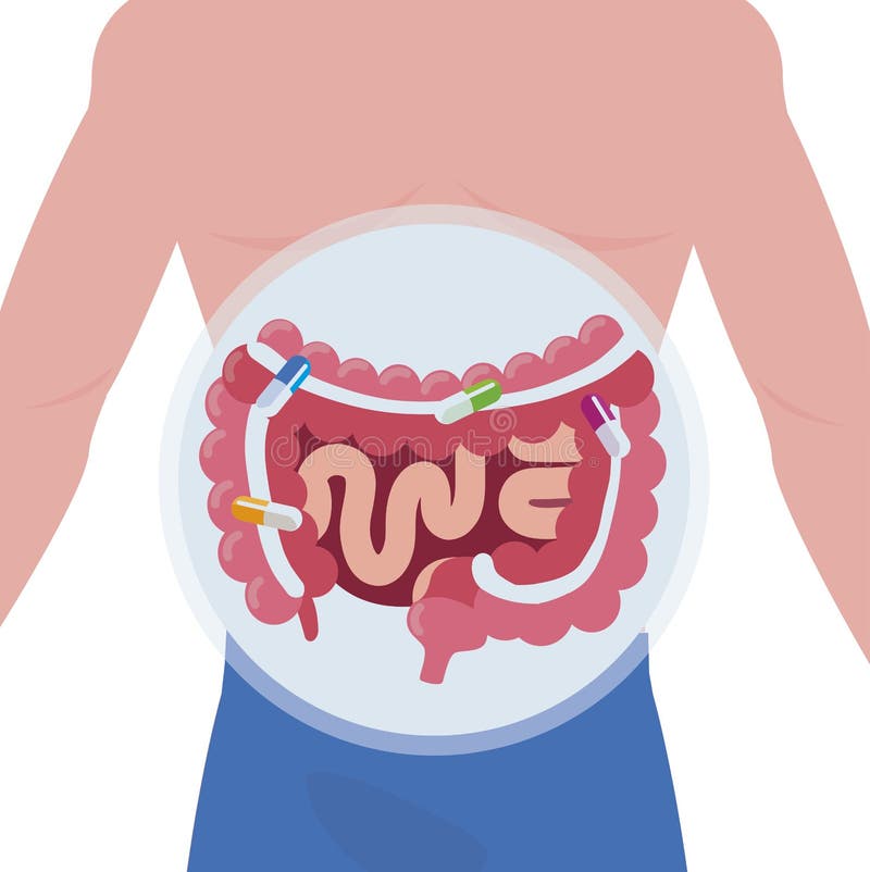 Man Anatomy With Digestive System Stock Illustration Illustration Of Care Gastric 143414256