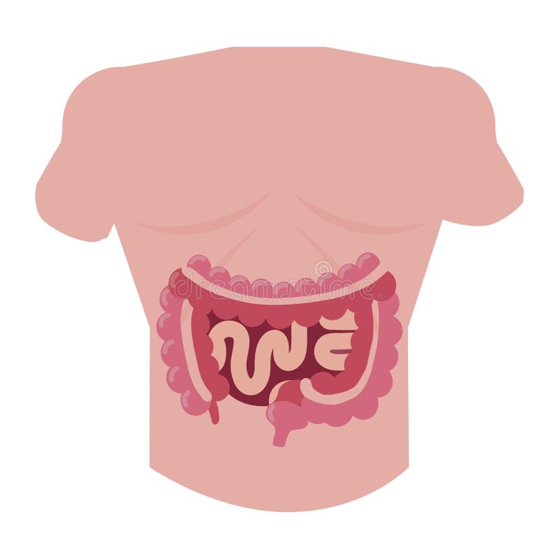 Man Anatomy with Digestive System Stock Illustration - Illustration of ...