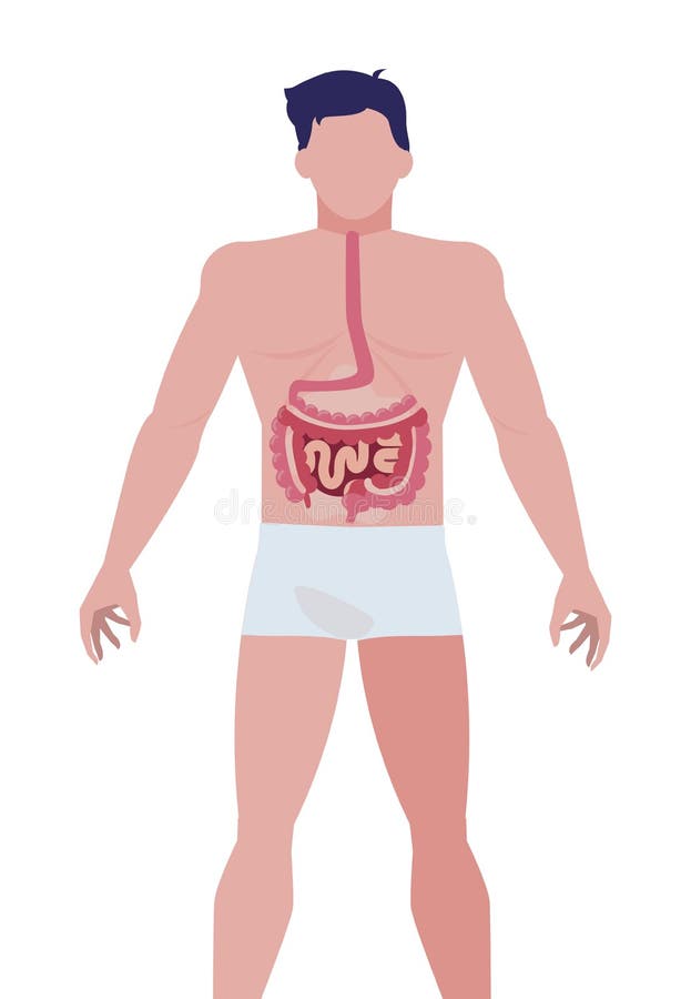 Man Anatomy with Digestive System Stock Illustration - Illustration of ...