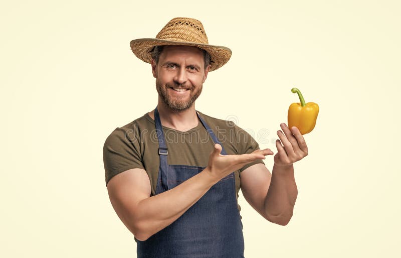 Man in Apron and Hat with Bell Pepper Vegetable Isolated on White Stock ...