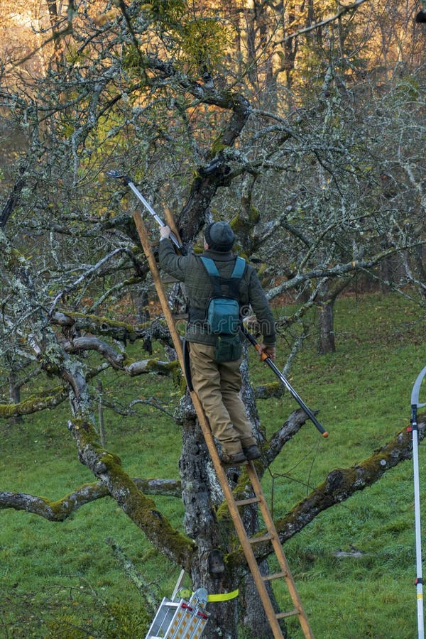 Man, Arborist on Ladder Saws Off Branches on Tree Stock Photo - Image ...