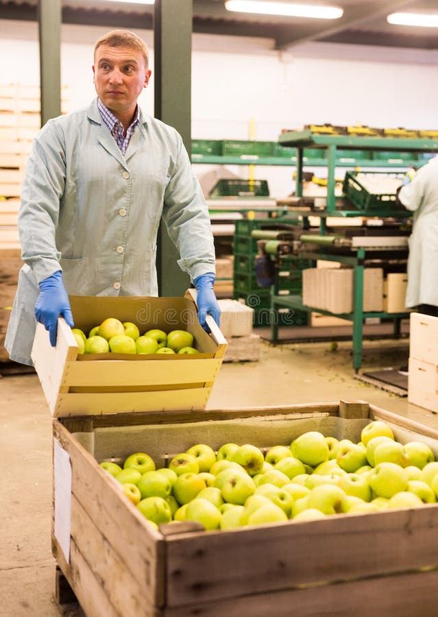 Man Arranges Boxes with Apples at Factory Stock Image - Image of apple ...
