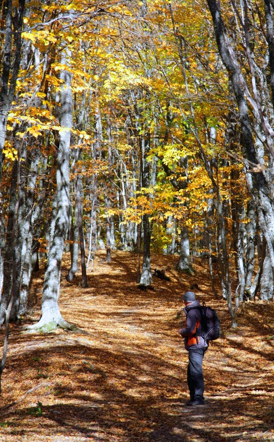 Family Walk in Autumn Woods Stock Image - Image of hike, forest: 274097
