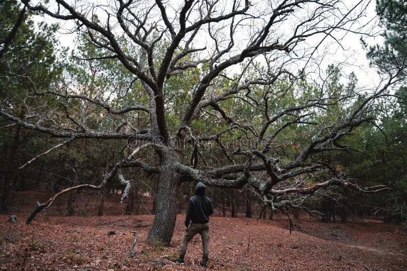 Man Autumn Forest Near Oak Stock Photos - Free & Royalty-Free Stock ...