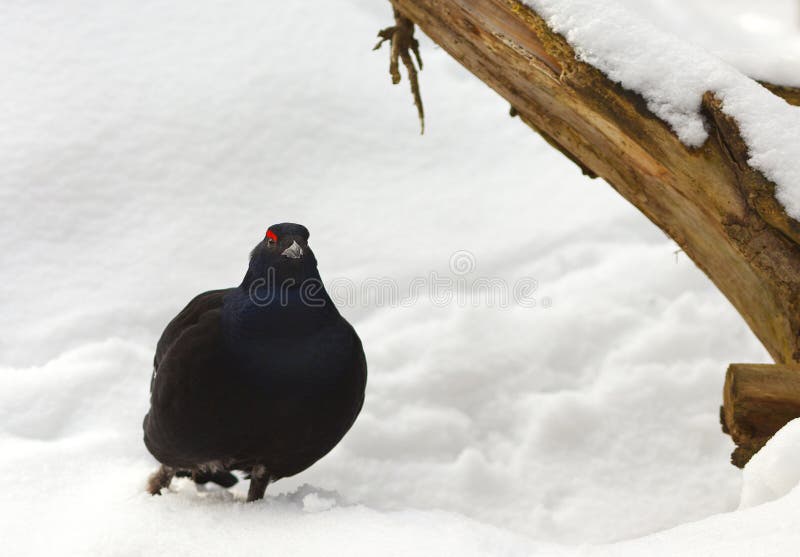 Man av en orre i vintern arkivfoto. Bild av ornitologi - 135000132
