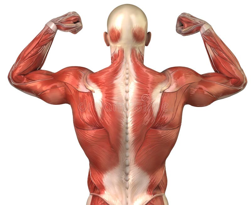 Man Back Muscular System Posterior in Builder Pose Stock Illustration ...